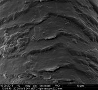 Aboriginal Australian Genome Sequenced (2 of | EurekAlert!