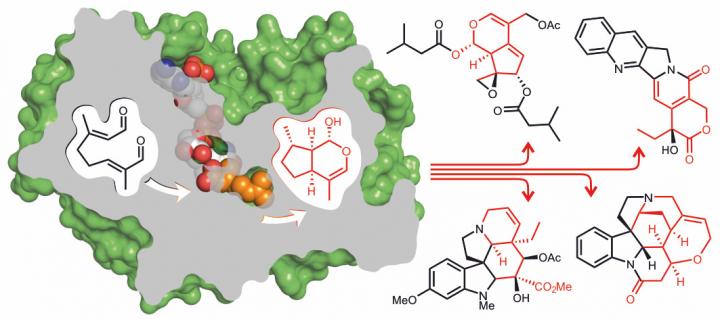 Iridoid Synthase [IMAGE] | EurekAlert! Science News Releases