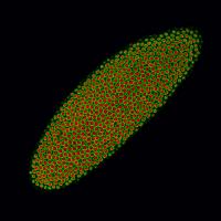 Cell division speed influences gene architect | EurekAlert!