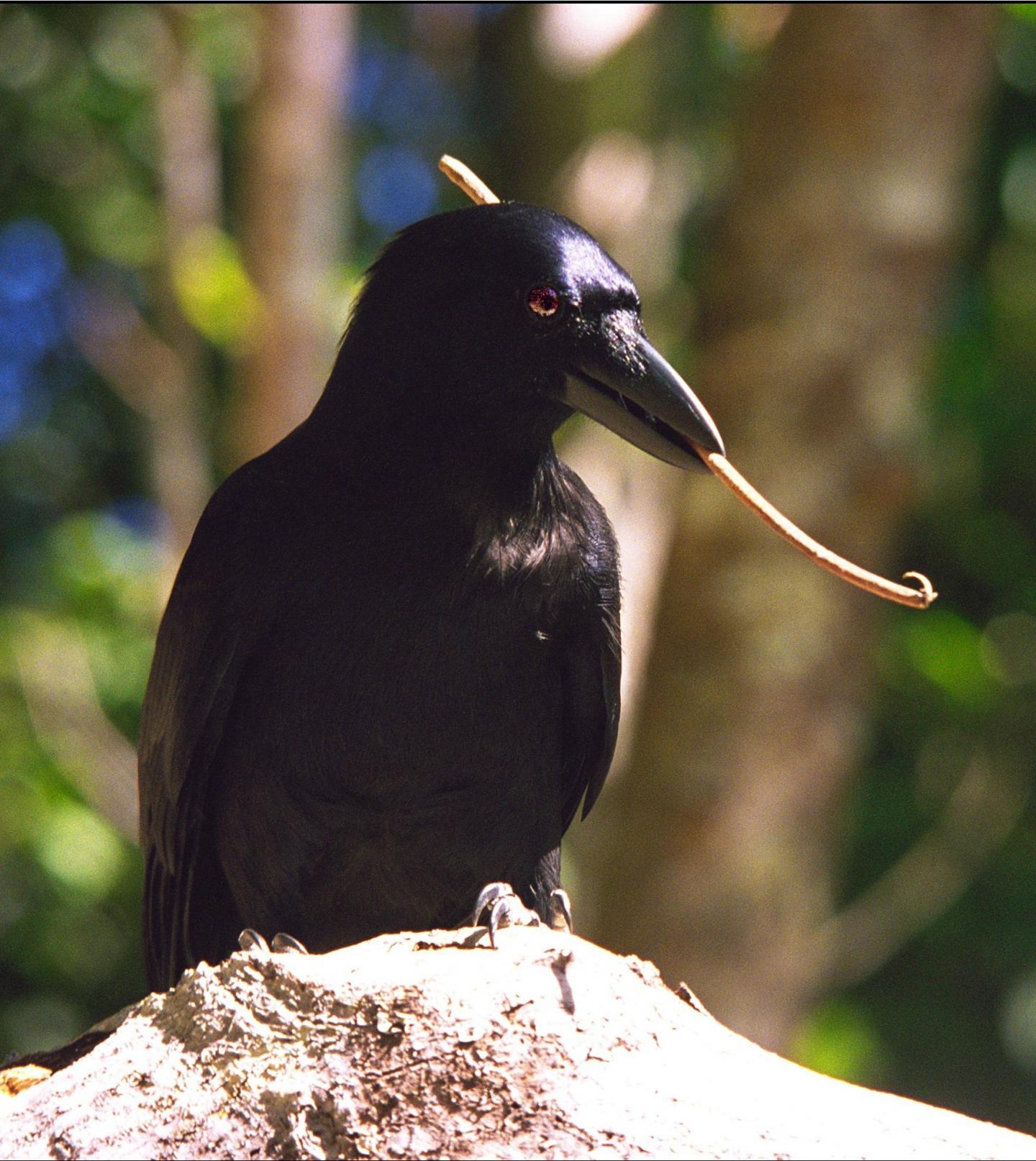 New Caledonian crow [IMAGE] | EurekAlert! Science News Releases
