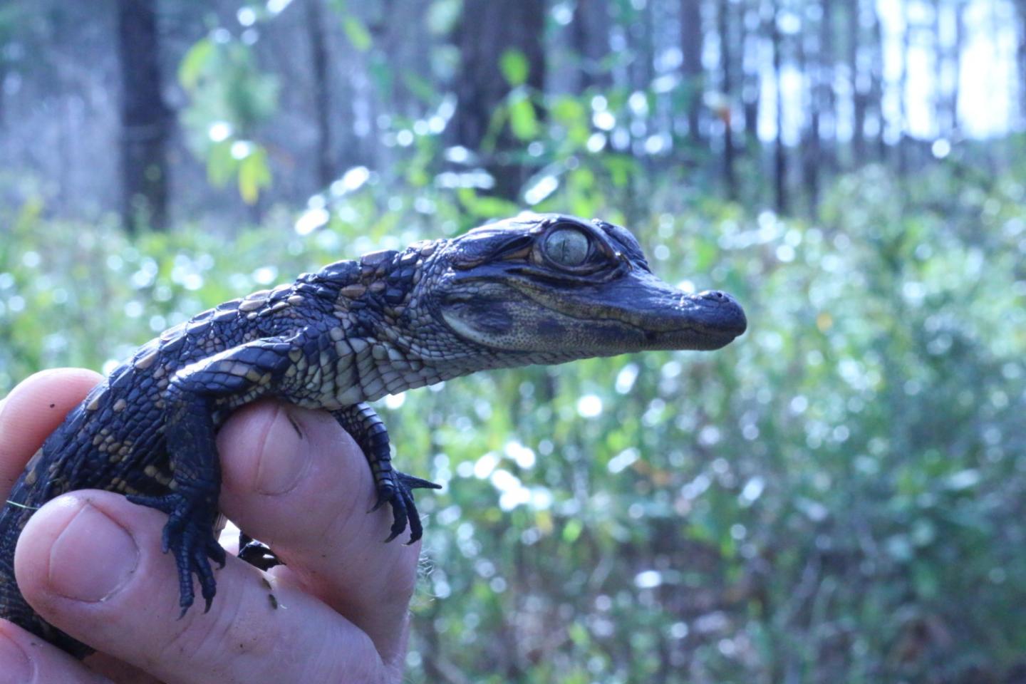 35-year South Carolina alligator study uncove | EurekAlert!