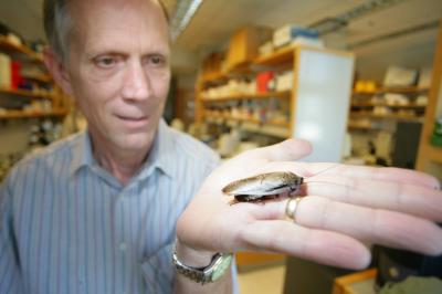 Terry Page holding cockroach [IMAGE] | EurekAlert! Science News Releases