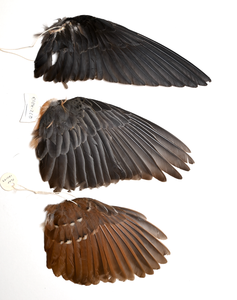 Wing shape determines how far birds disperse | EurekAlert!
