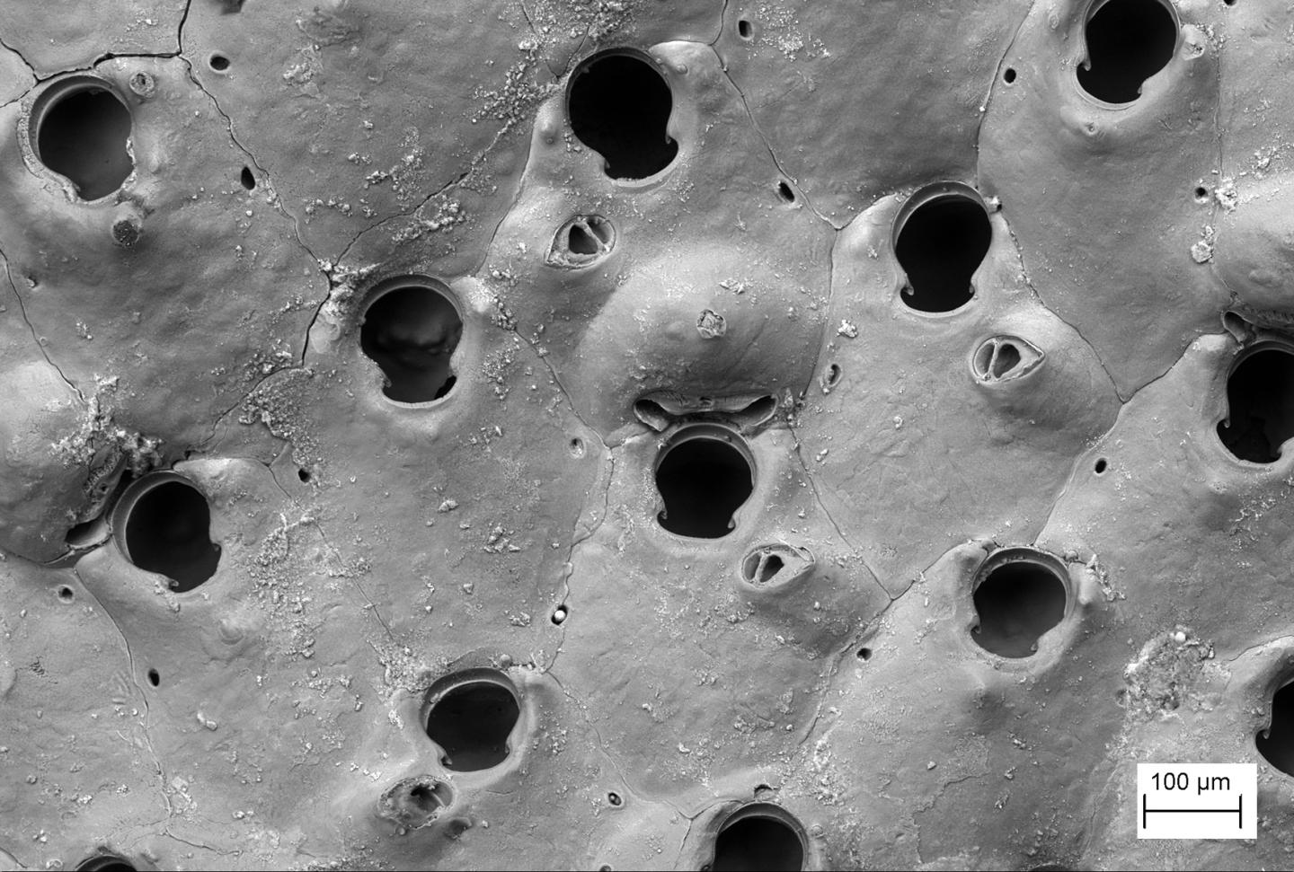 The Coral Triangle's Remarkably High Biodiver | EurekAlert!