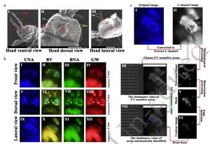 Ultraviolet-absorbing film shows promise in c | EurekAlert!