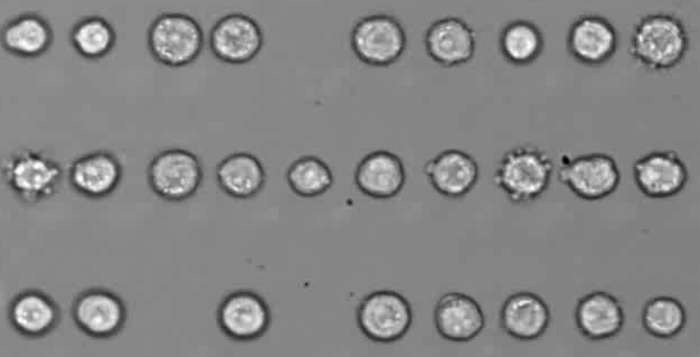 Cell Pairing [IMAGE] | EurekAlert! Science News Releases