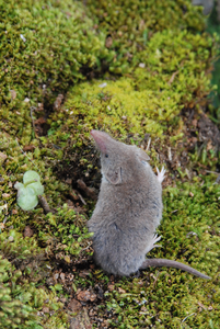 Impact of urbanization on shrews: a city full | EurekAlert!