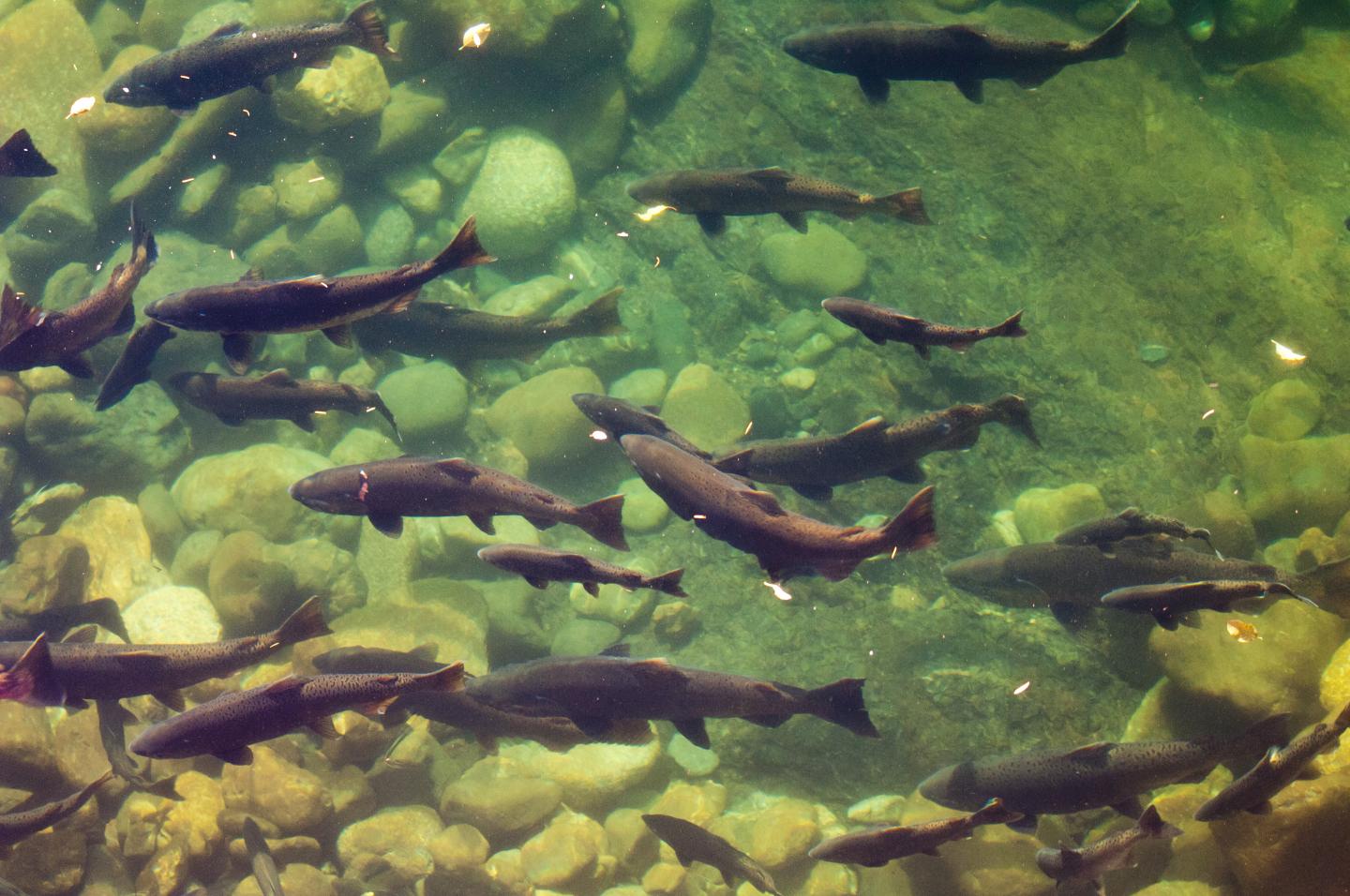 Spring Chinook 3 [IMAGE] | EurekAlert! Science News Releases