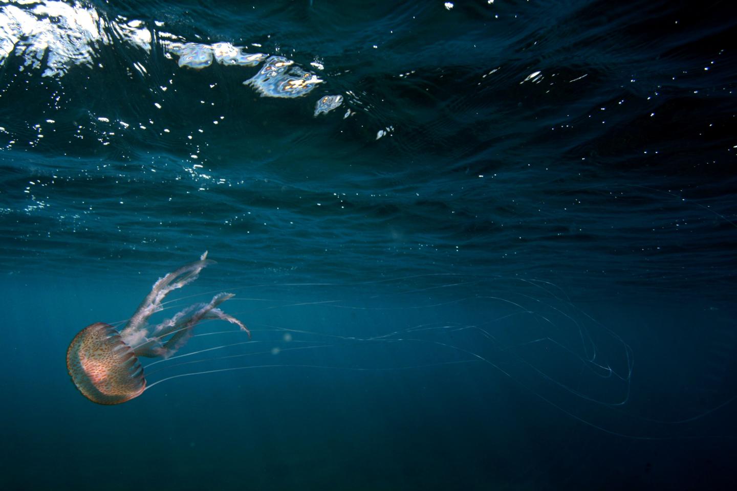 Marine Invasive Species