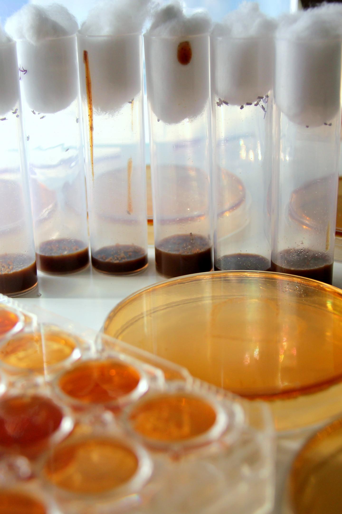 Fruit Flies and Gut Bacteria V [IMAGE] | EurekAlert! Science News Releases