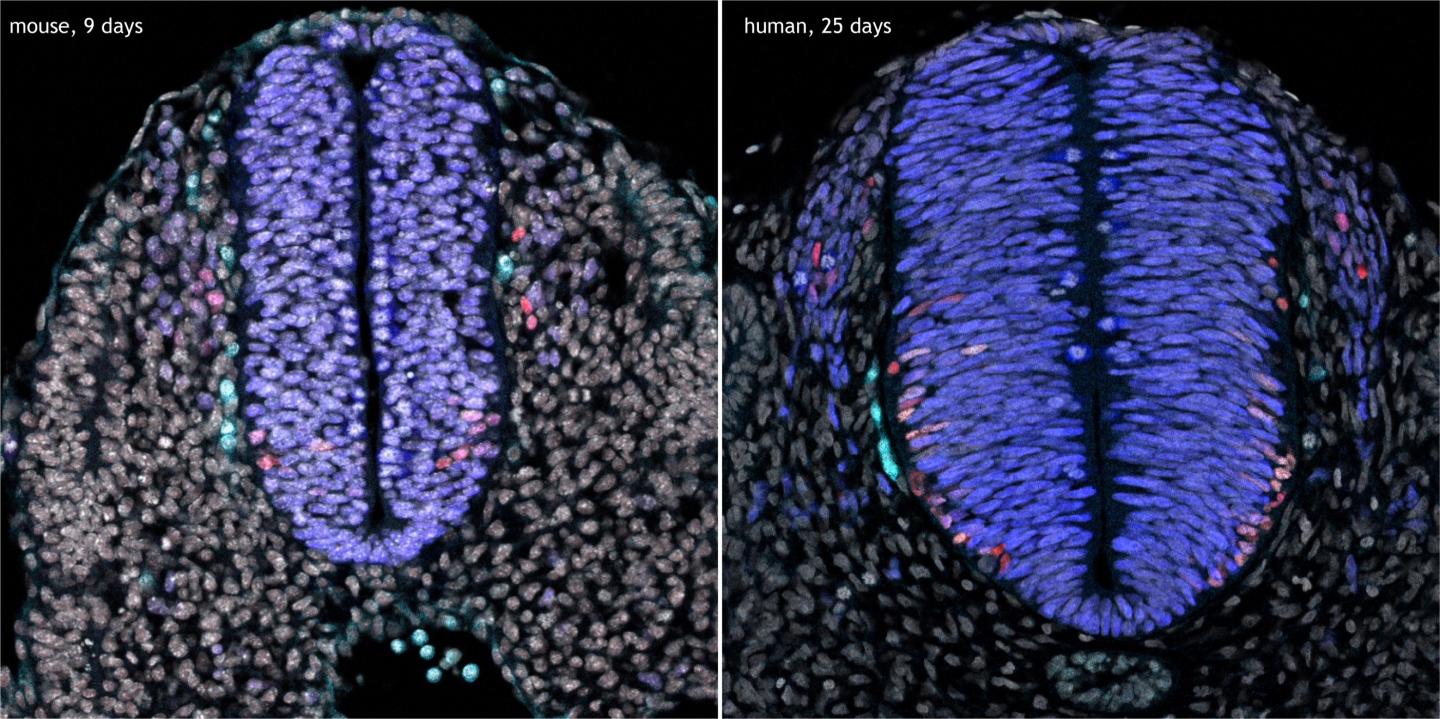 Microscope images of mouse and [IMAGE] | EurekAlert! Science News Releases