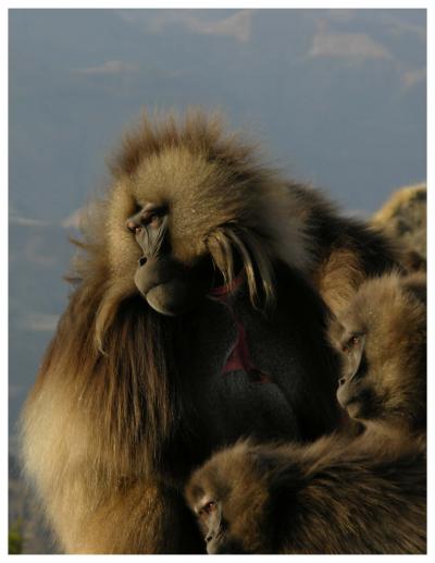 Gelada [IMAGE] | EurekAlert! Science News Releases