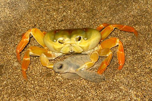 Turtle power: How hatching together avoids ca | EurekAlert!