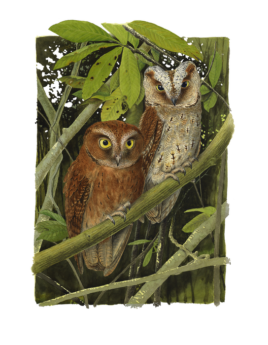 An illustration of Otus bikegi [IMAGE] | EurekAlert! Science News Releases