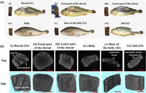 Simulated construction of plant-based fish me | EurekAlert!