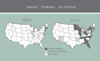 Scientists gear up to fight deadly snake fung | EurekAlert!
