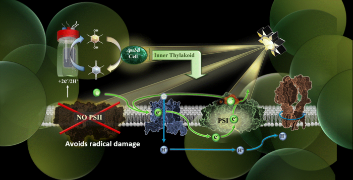 New technology fused with photosynthetic life | EurekAlert!