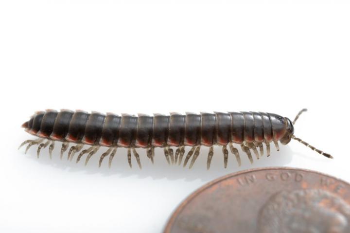millipede size [IMAGE] | EurekAlert! Science News Releases