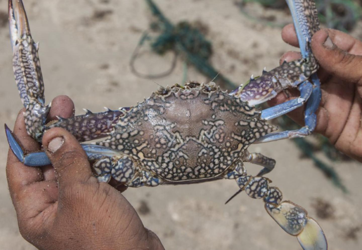 Blue Swimming Crab Portunus se [IMAGE] | EurekAlert! Science News Releases