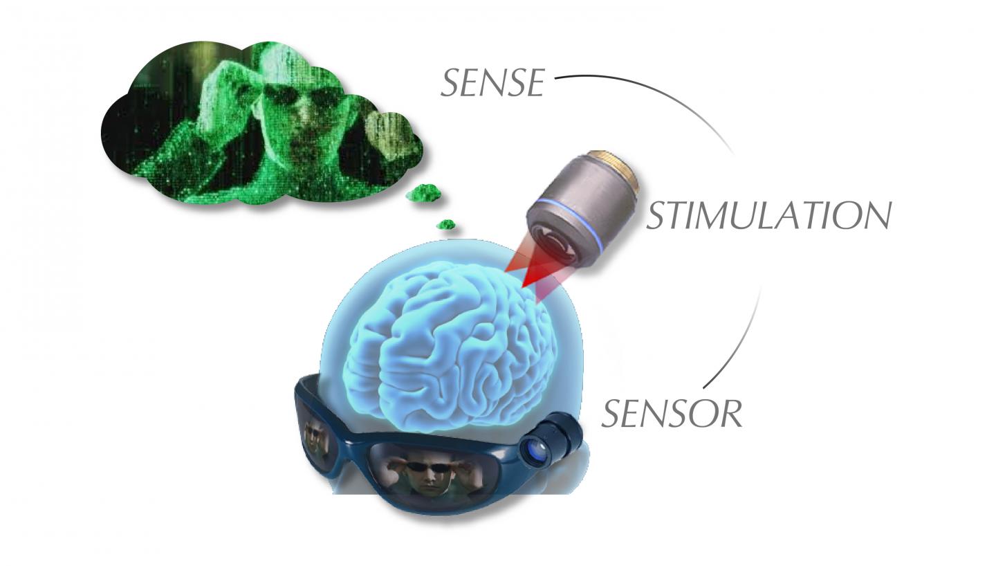 Vision Restoration -- A Step C [IMAGE] | EurekAlert! Science News Releases