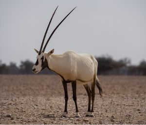 Staying alive, Arabian oryx style | EurekAlert!