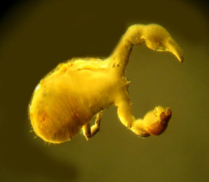 Tiny roundworms carve out unique parasitic ni | EurekAlert!