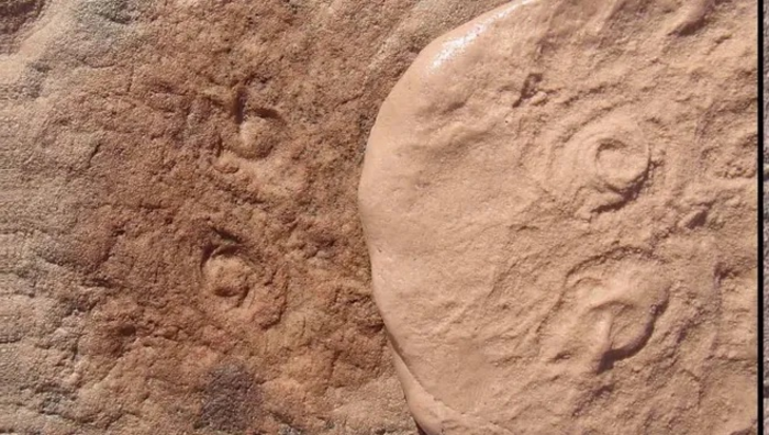 Obamus fossil [IMAGE] | EurekAlert! Science News Releases