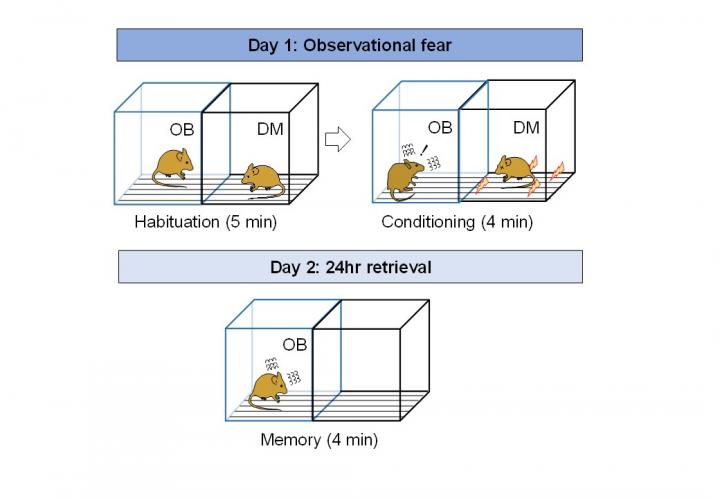 Gene variant increases empathy-driven fear in | EurekAlert!