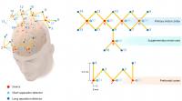 Cutting-Edge Brain Imaging Method Accurately | EurekAlert!
