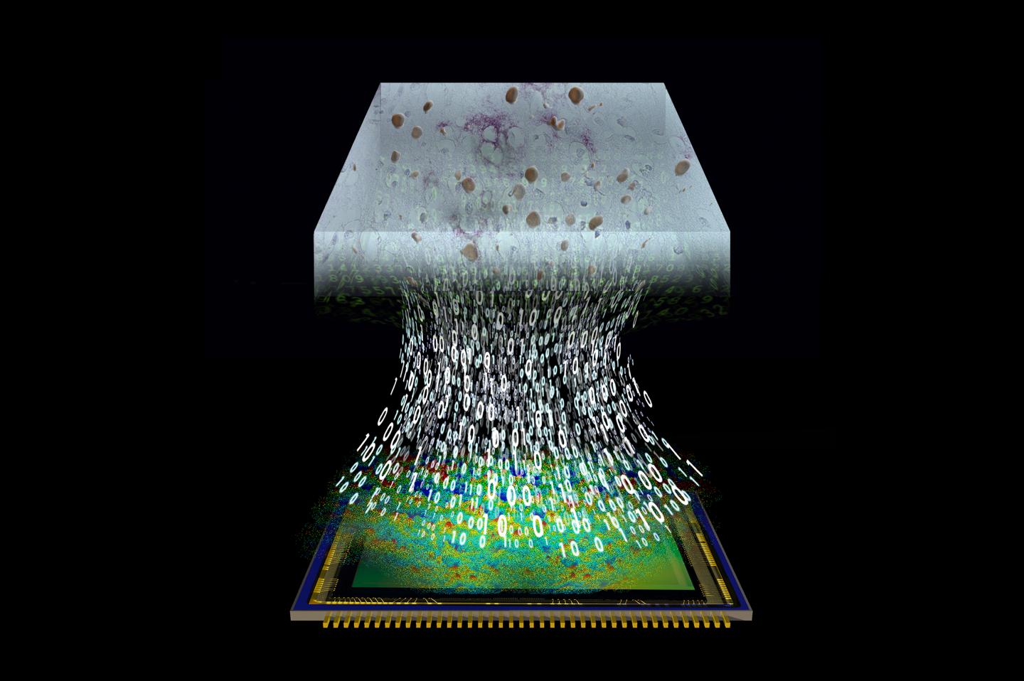 Seeing Through Thick Tissue More Clearly, Tha | EurekAlert!