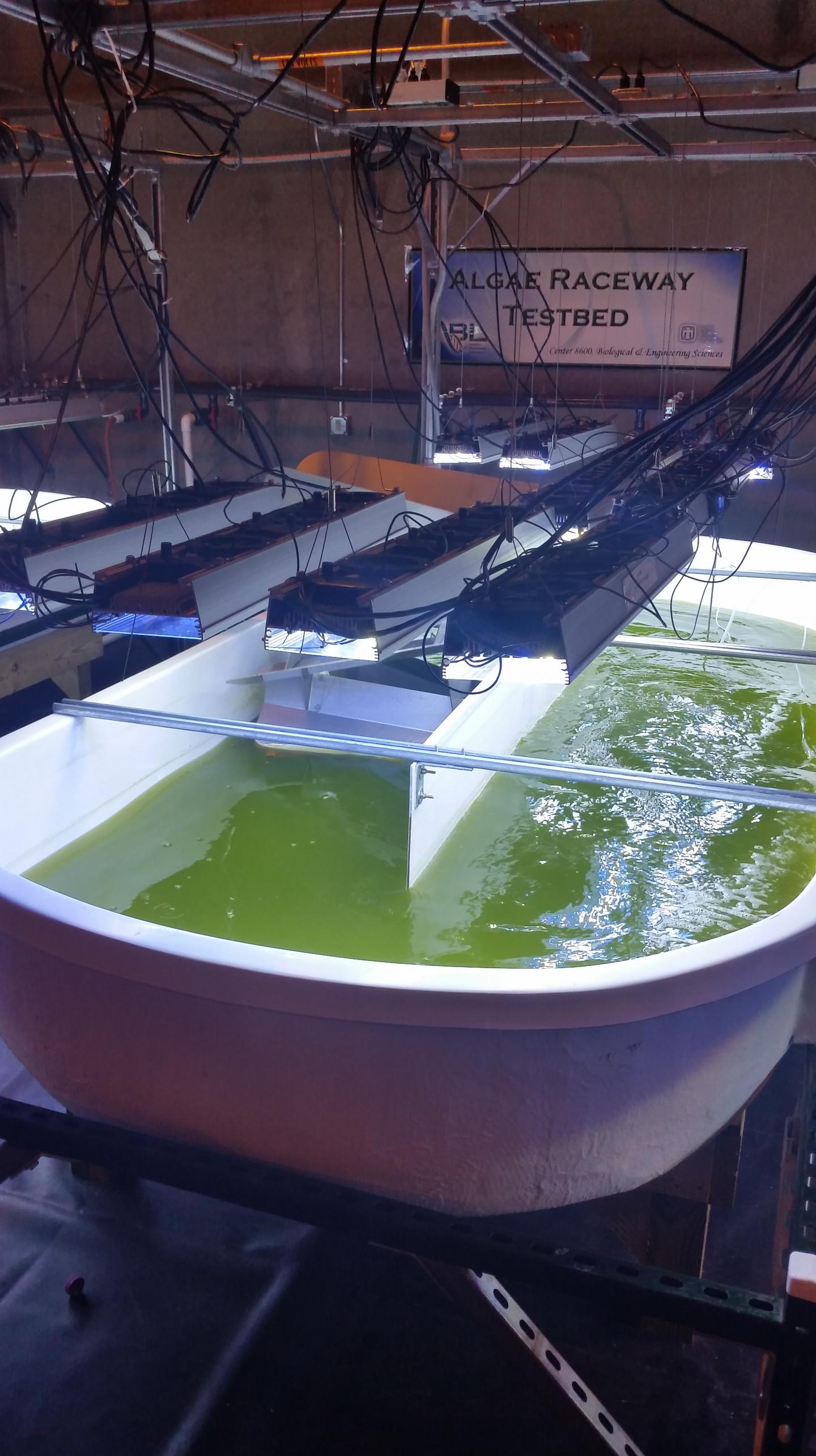 Algae raceway paves path from lab to real-wor | EurekAlert!