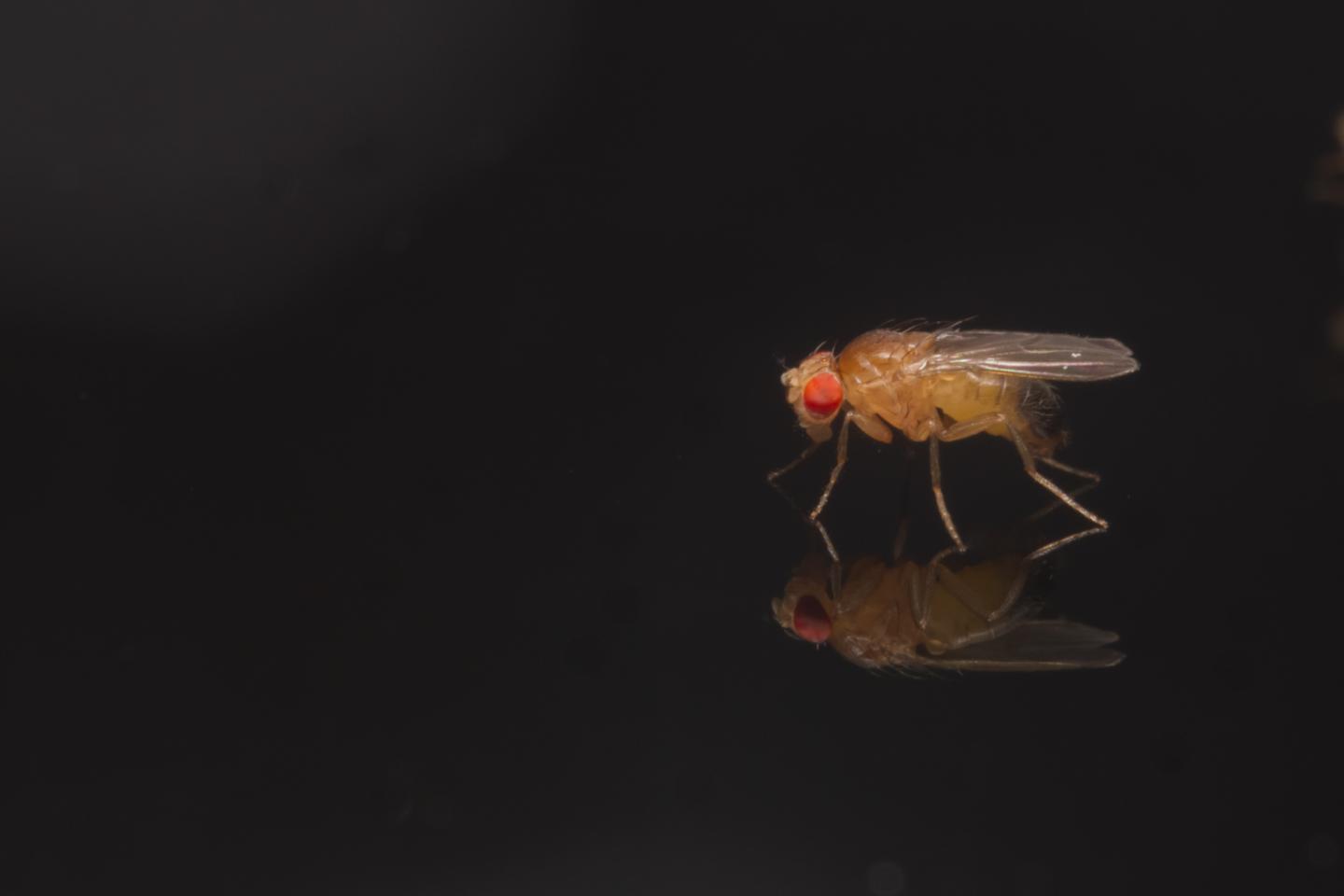 Secret wing colors attract female fruit flies | EurekAlert!