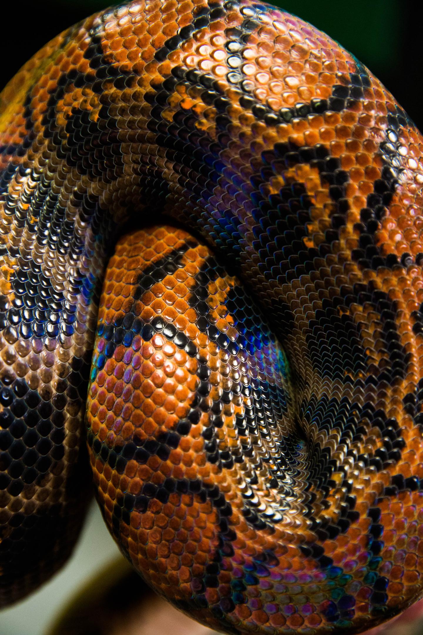 Snake Scale Texturing [IMAGE] | EurekAlert! Science News Releases