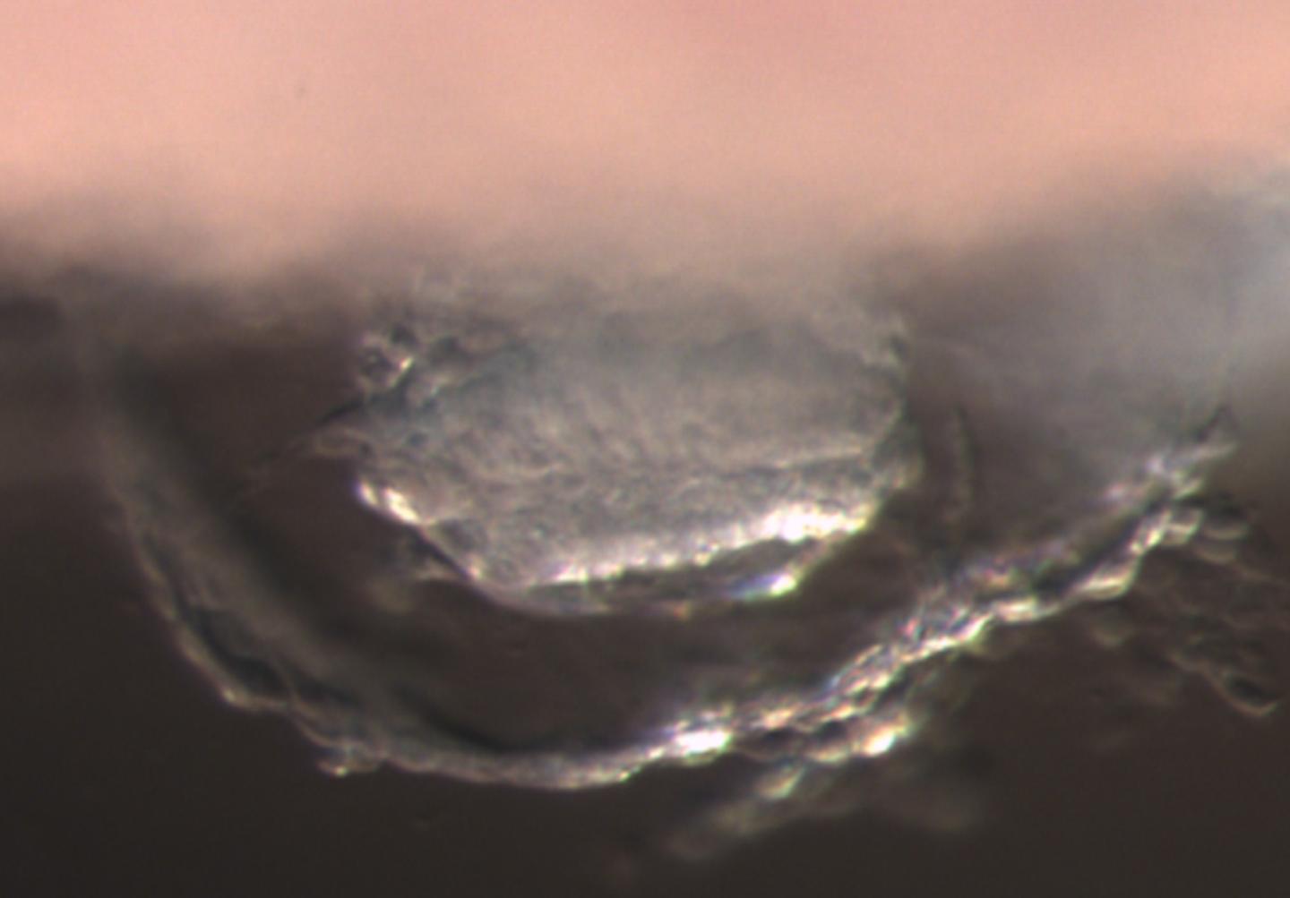 Crab-Eating Monkey Embryo Post [IMAGE] | EurekAlert! Science News Releases