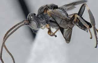 Snllenius johnkressi [IMAGE] | EurekAlert! Science News Releases