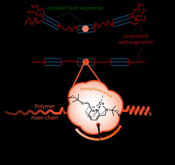 Incorporation of the Mechanoph [IMAGE] | EurekAlert! Science News Releases