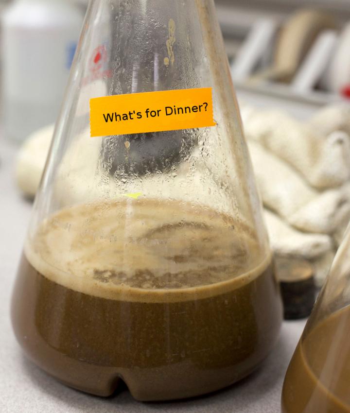 Bacterial slime: It's what's for dinner | EurekAlert!