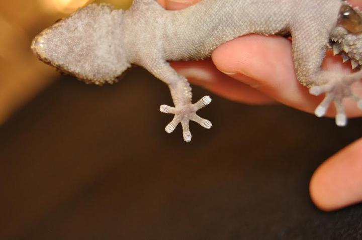 Underside of Gecko [IMAGE] | EurekAlert! Science News Releases