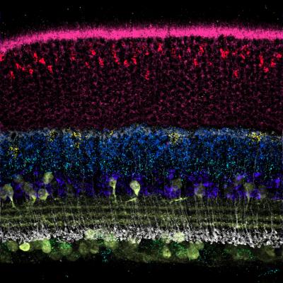 Visualization of RNA Targets a [IMAGE] | EurekAlert! Science News Releases