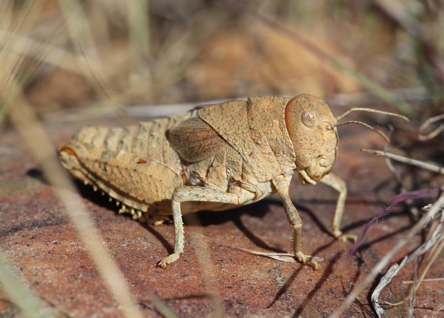 Prionotropis rhodanica [IMAGE] | EurekAlert! Science News Releases