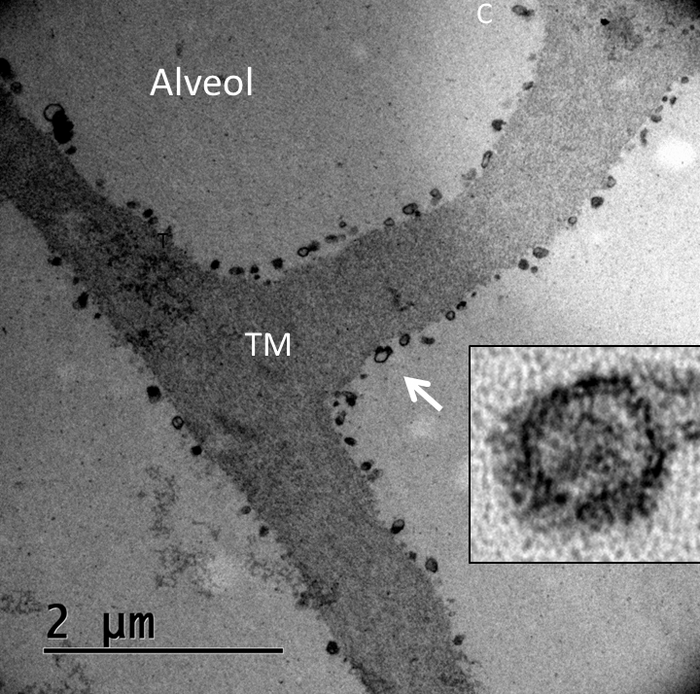 Alveoli in the porous membrane [IMAGE] | EurekAlert! Science News Releases
