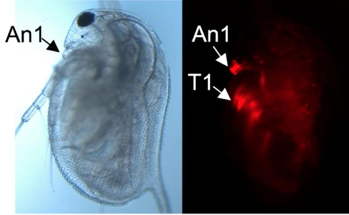 Figure 3 [IMAGE] | EurekAlert! Science News Releases