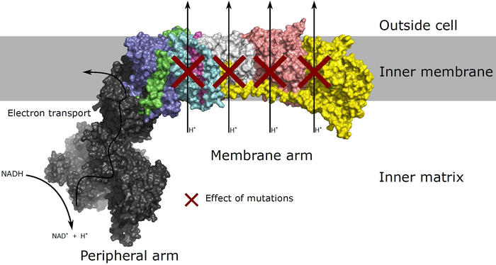Structure of Respiratory Compl [IMAGE] | EurekAlert! Science News Releases