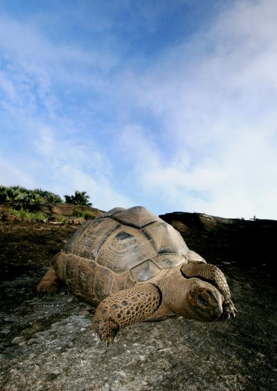 Special Issue on Earth's Disap [IMAGE] | EurekAlert! Science News Releases
