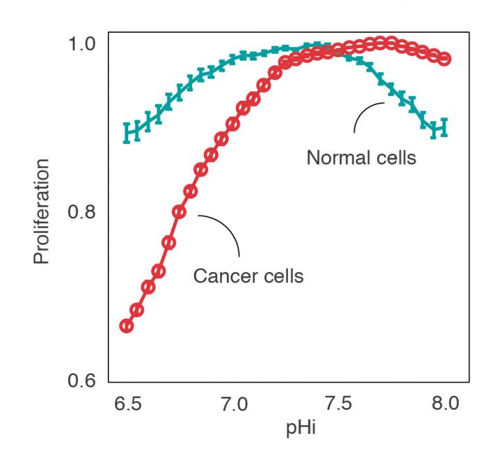 Acidic pH: The weakness of cancer cells | EurekAlert!