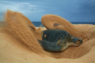 Green Turtle Digging Nest [IMAGE] | EurekAlert! Science News Releases