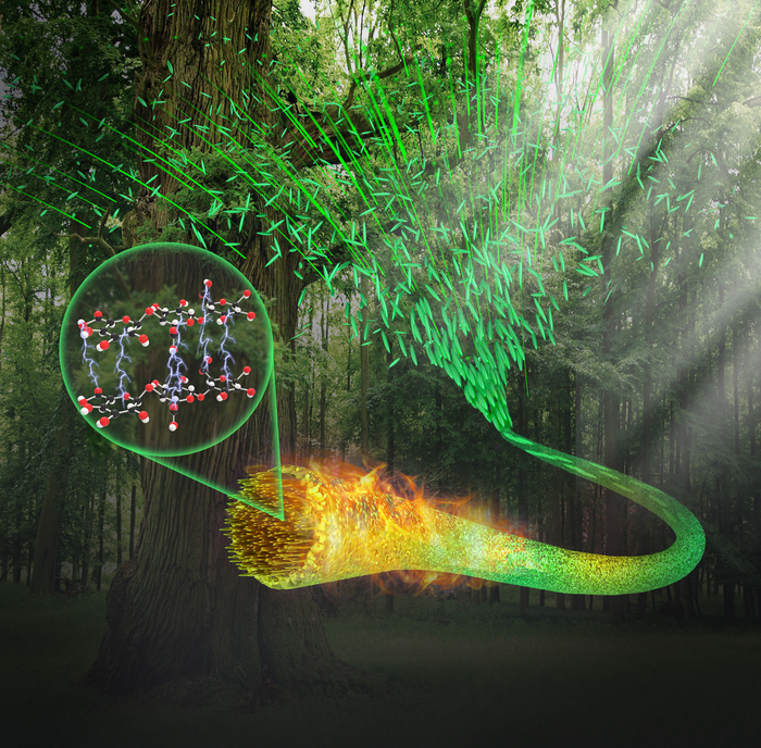 The secret of CNF [IMAGE] | EurekAlert! Science News Releases