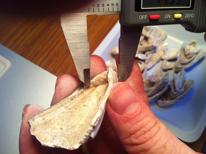 Measuring fragmentary archaeol [IMAGE] | EurekAlert! Science News Releases