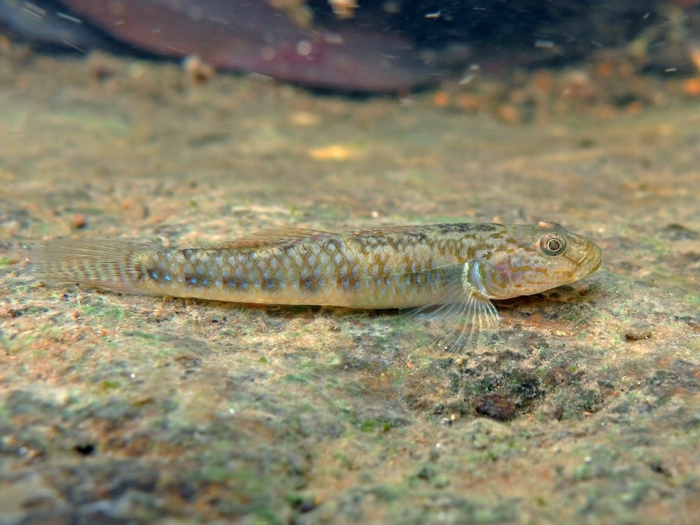 The new goby species, Rhinogob [IMAGE] | EurekAlert! Science News Releases