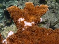 Human pathogen killing corals in the Florida | EurekAlert!